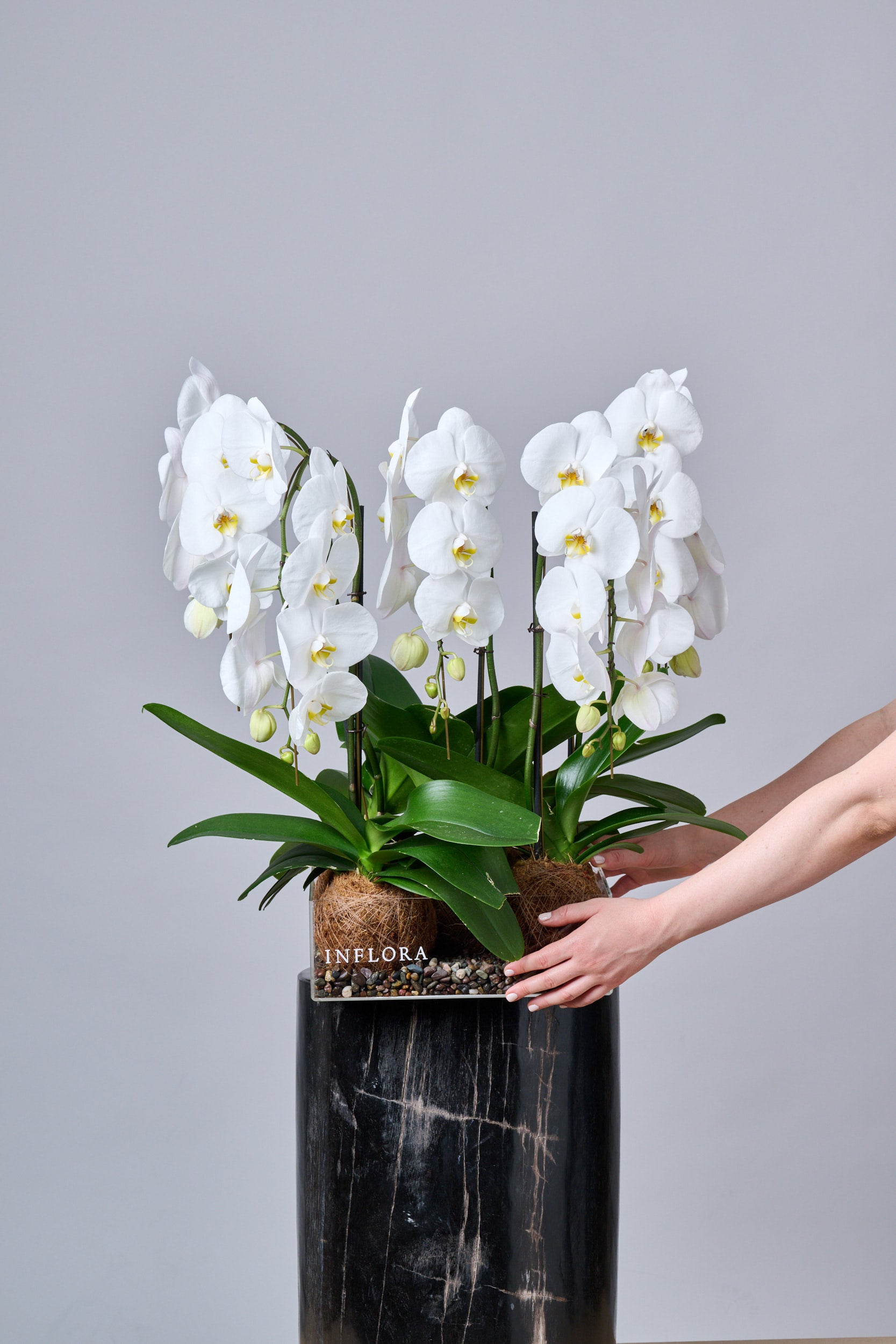 Kokedamas: Todo lo que necesitas saber para mantener tus Kokedamas her ...