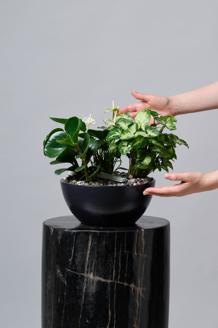 Plantas – Regala Inflora