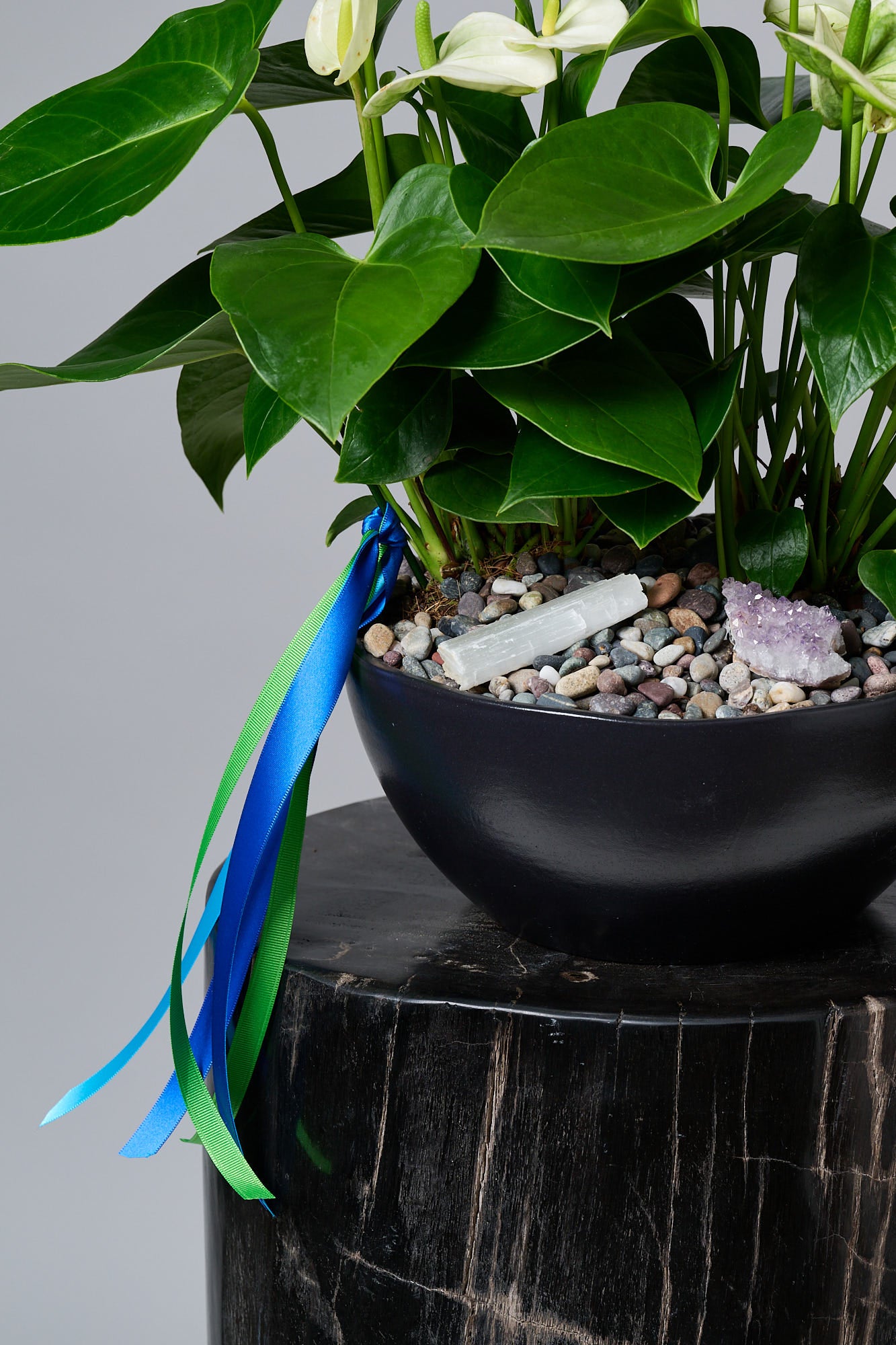 Jardín de Anthuriums – Regala Inflora