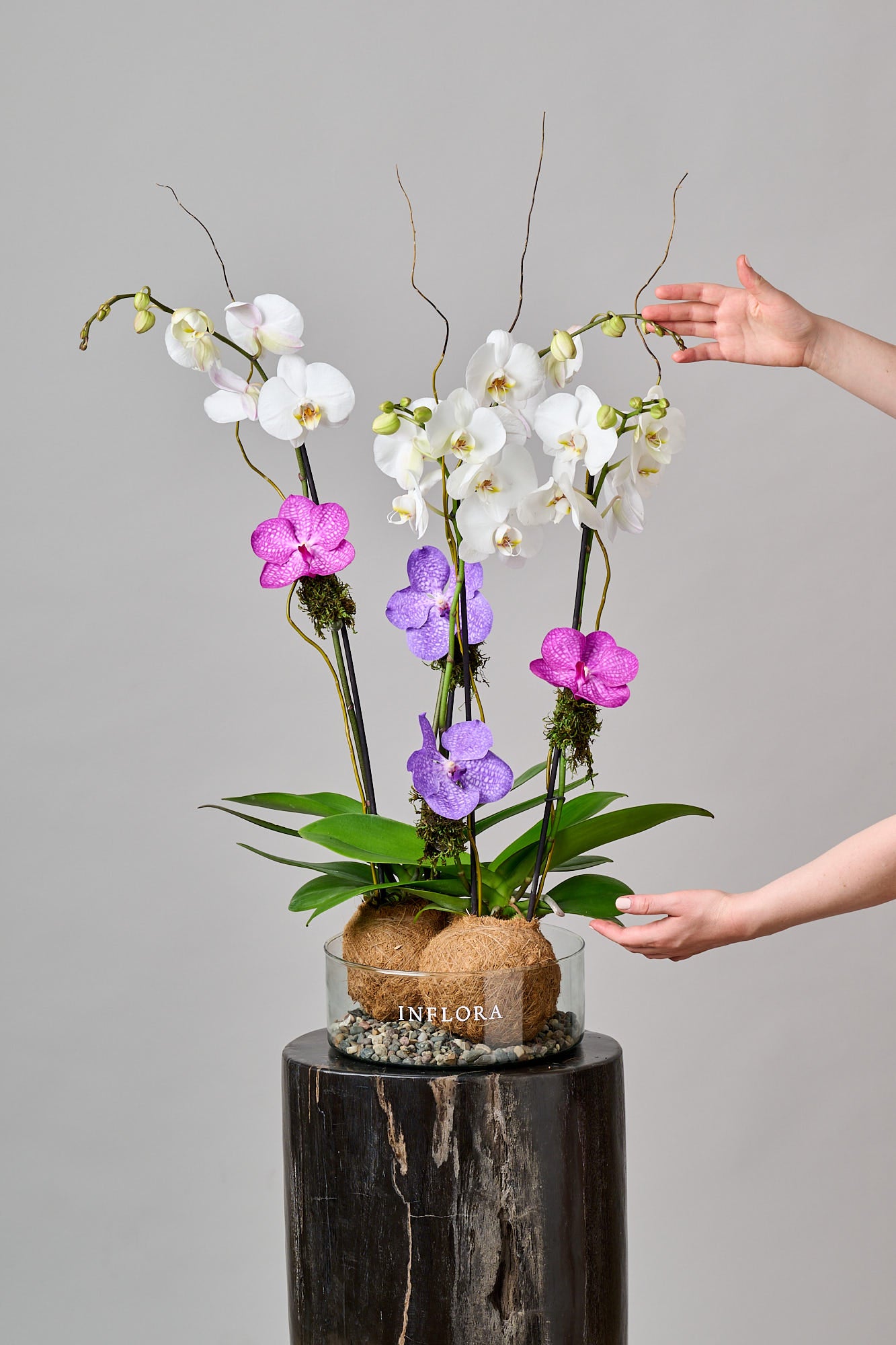 Doble Orquídea Kokedama – Regala Inflora