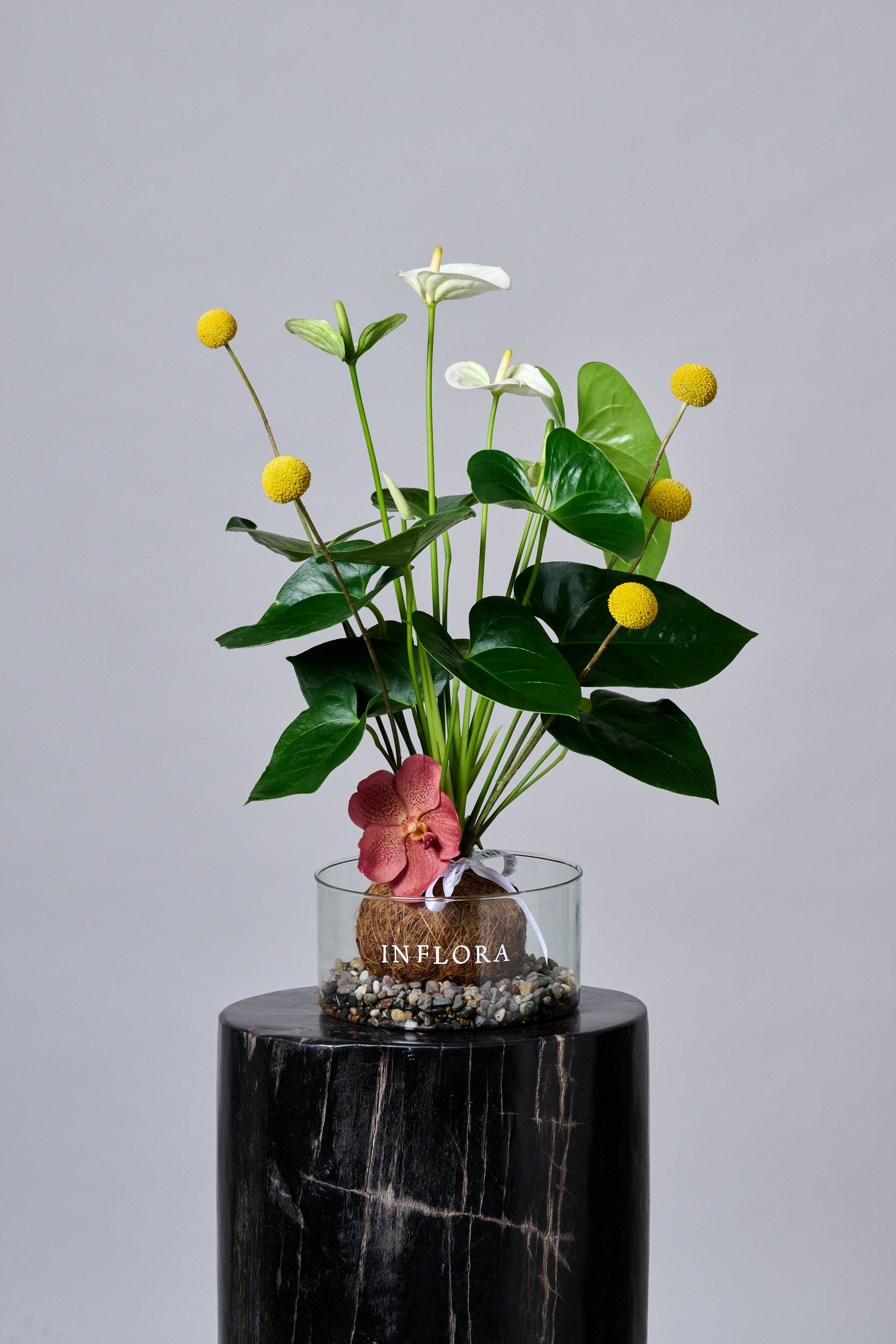 Productos – Regala Inflora