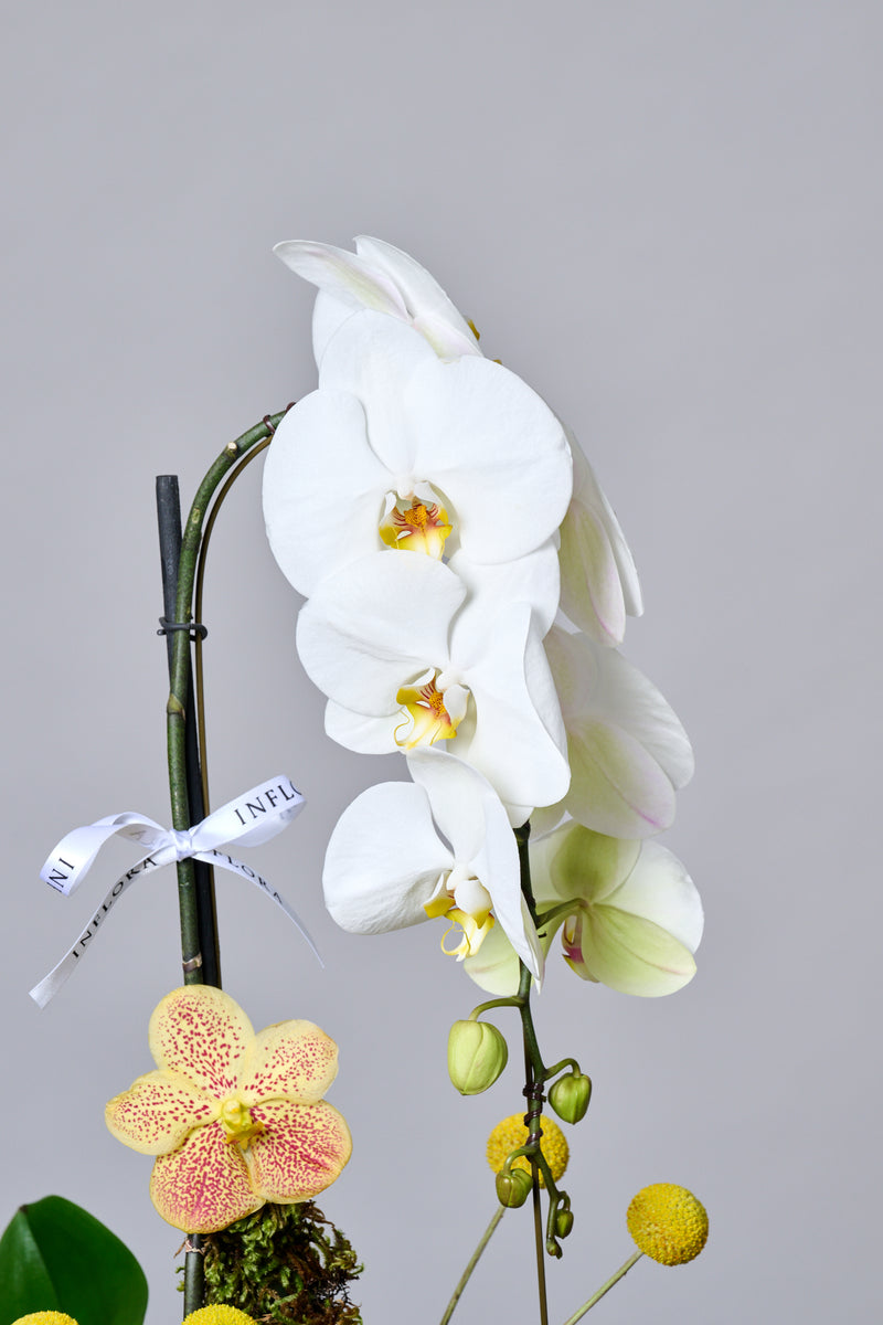 Waterfall Orchid Garden – Regala Inflora