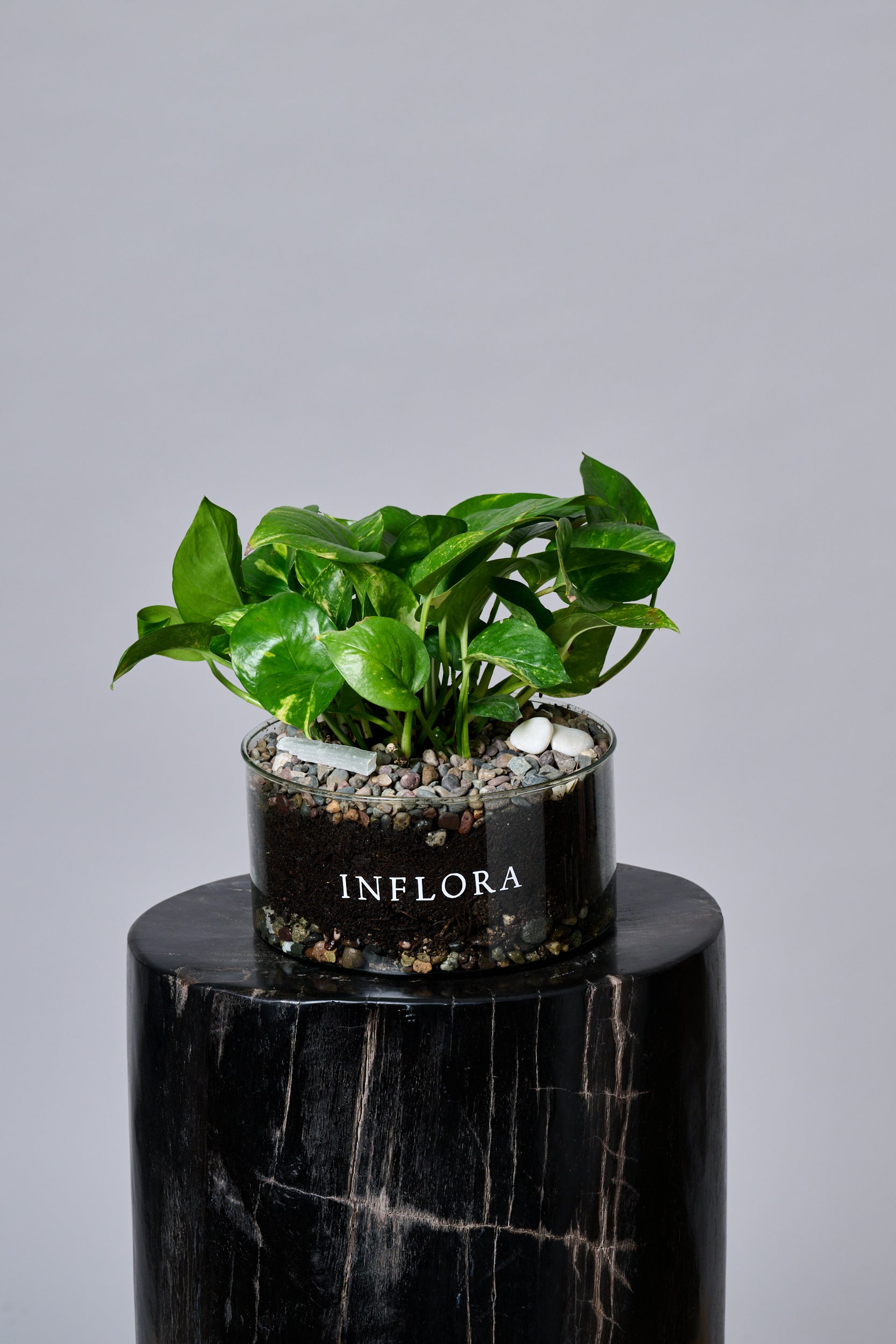 Plantas – Regala Inflora