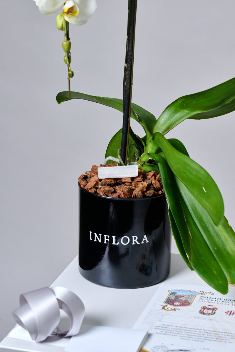 Orquídea Cascada - Set de Condolencias – Regala Inflora