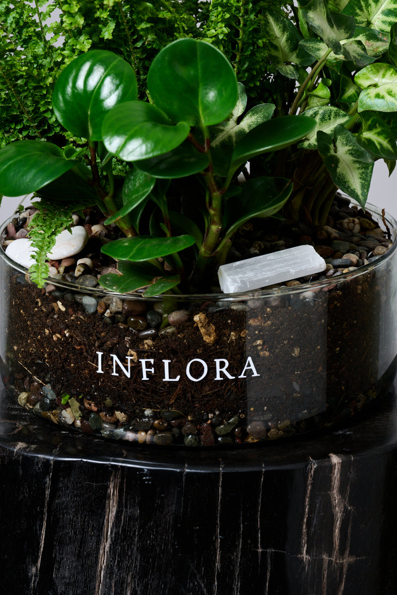 Botanical Garden – Regala Inflora