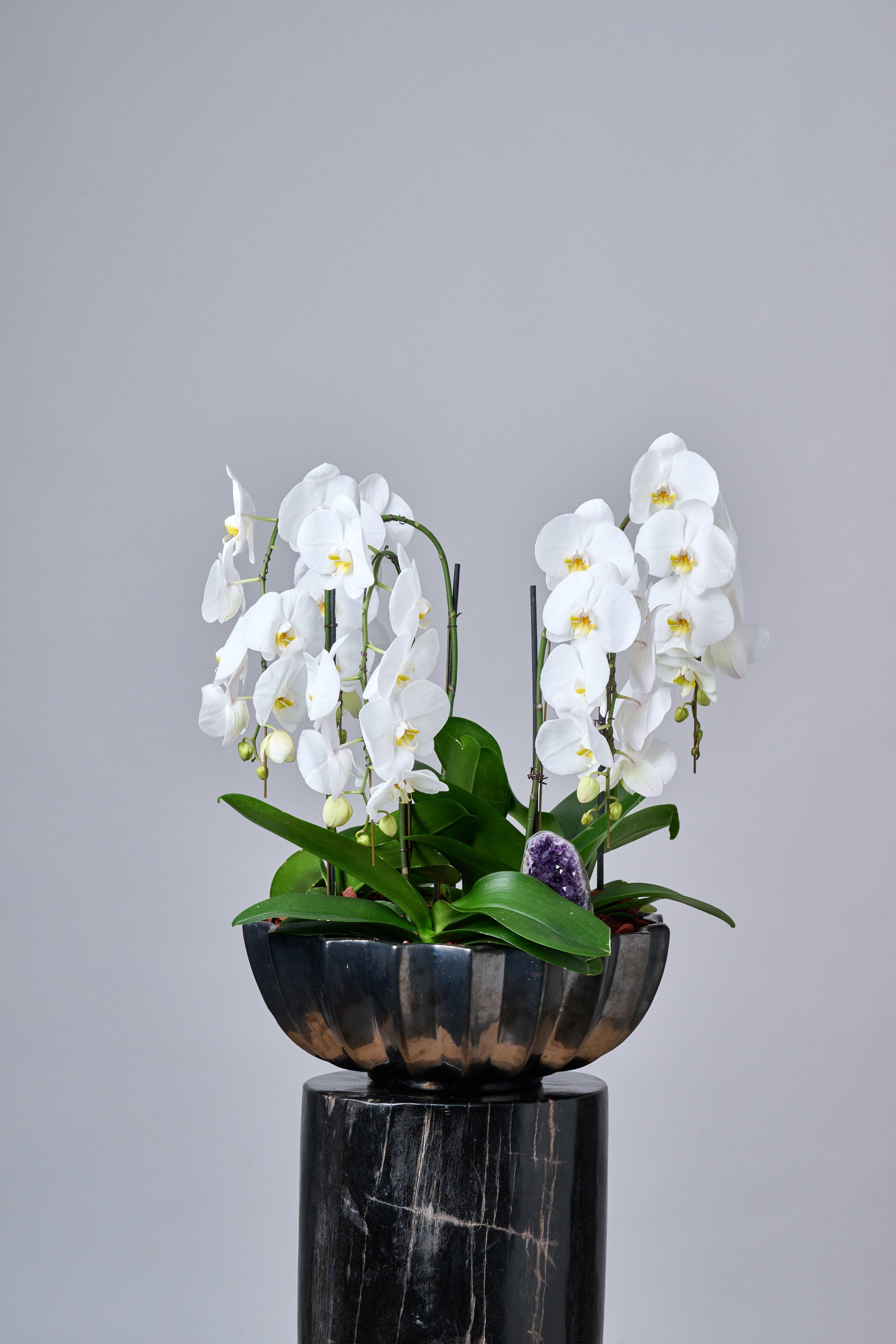 Waterfall Orchid – Regala Inflora
