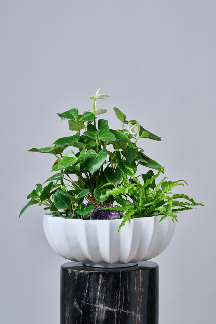 Plantas – Regala Inflora