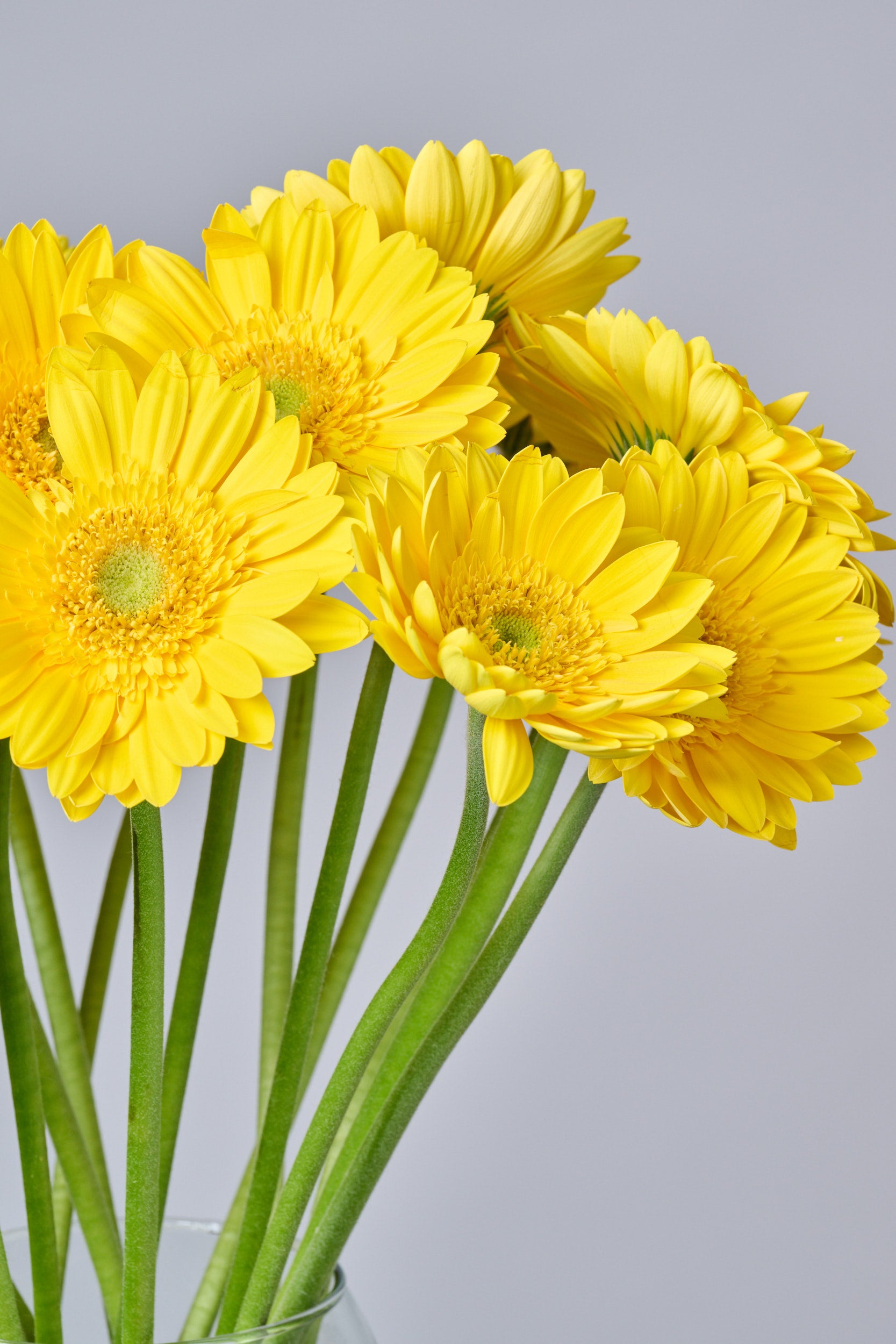 Gerberas – Regala Inflora